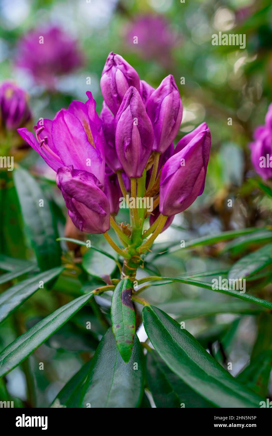 beautiful spring flower growing in garden Stock Photo - Alamy