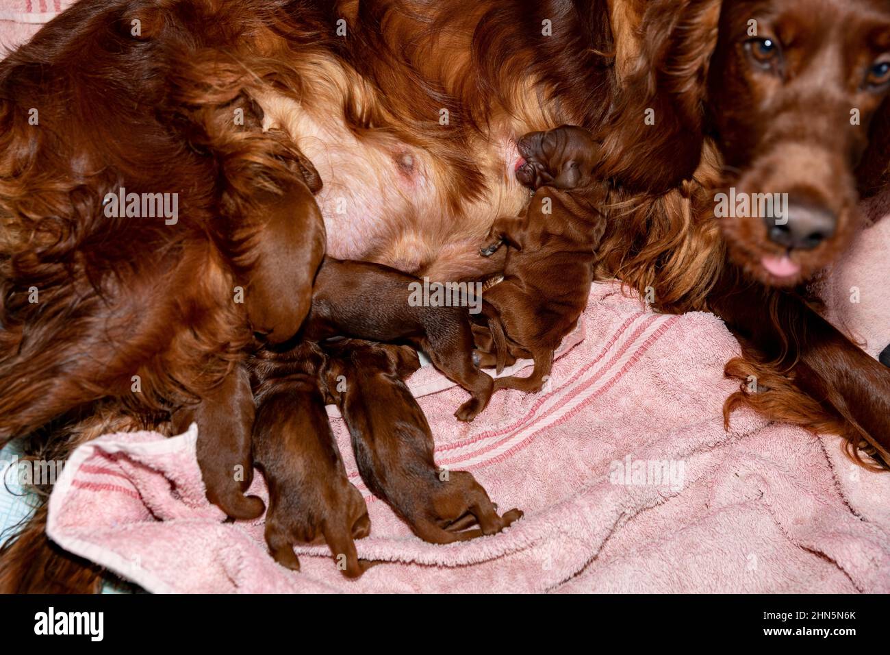 Newly whelped irish setter puppies feeding on mother in whelping box ...