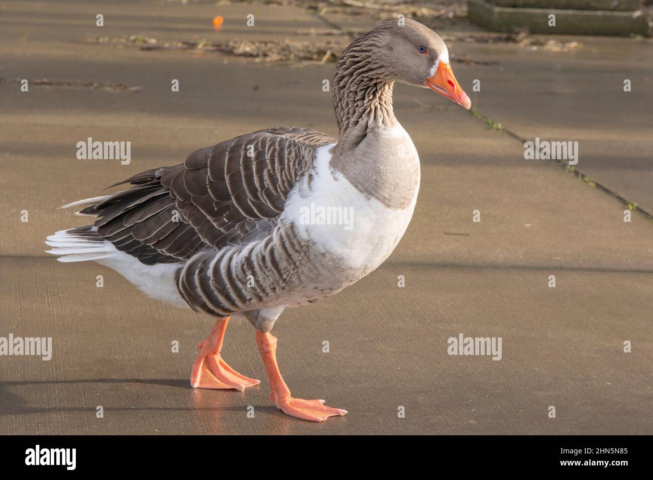 beautiful geese in and on the water Stock Photo - Alamy