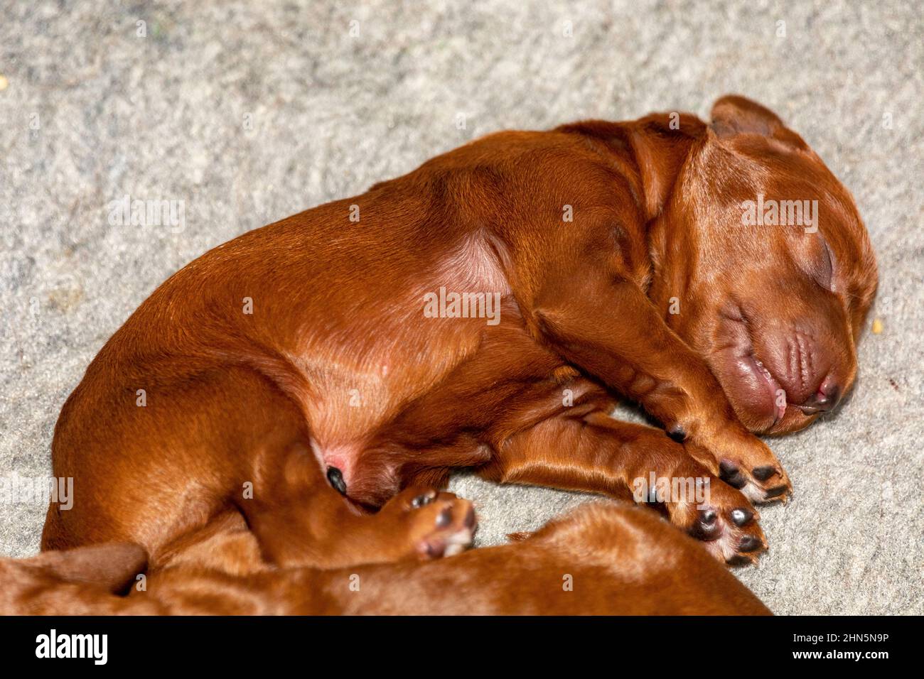 One day old irish setter puppy sleeping Stock Photo - Alamy