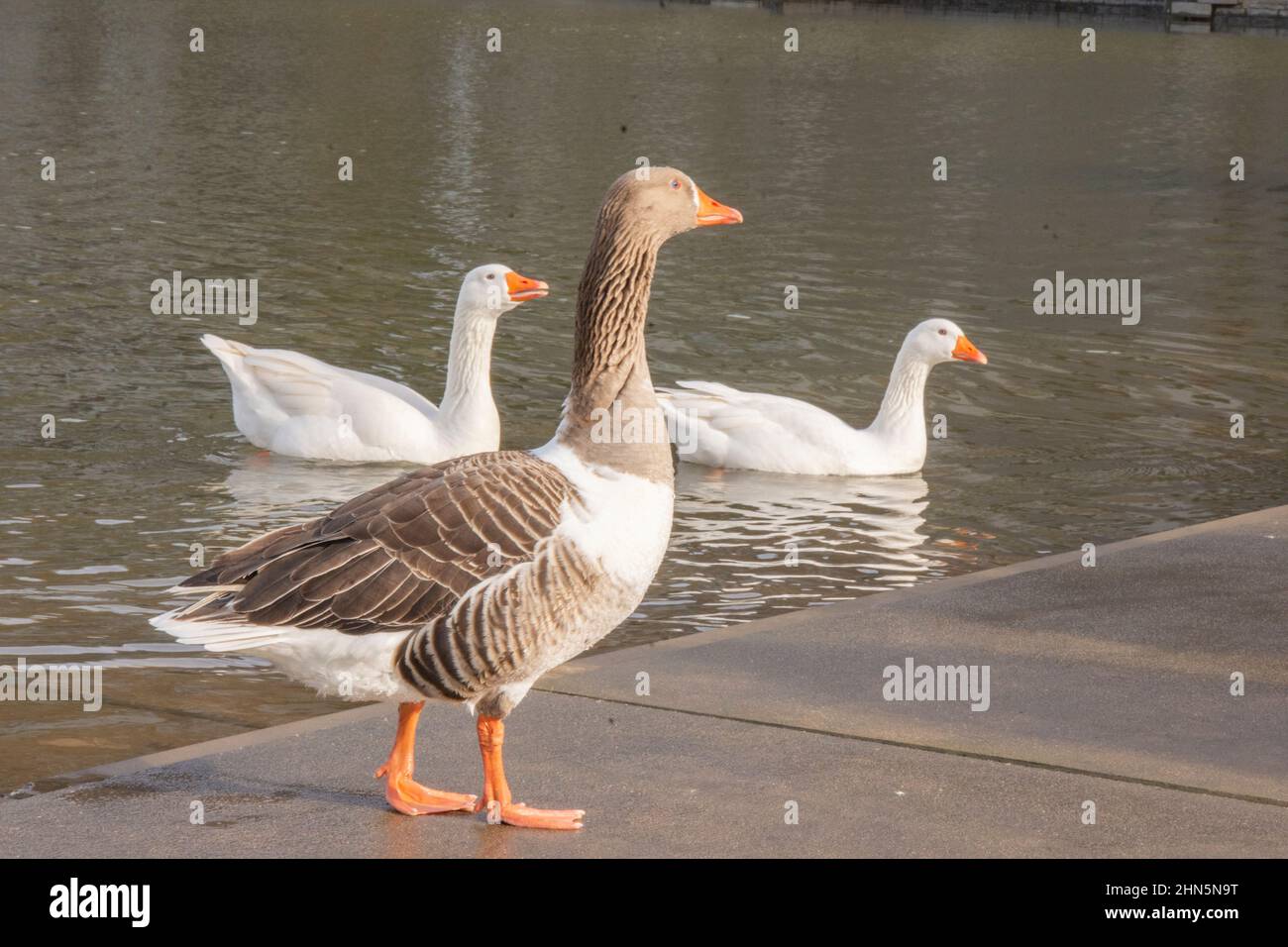 Beautiful snow geese standing hi-res stock photography and images - Alamy