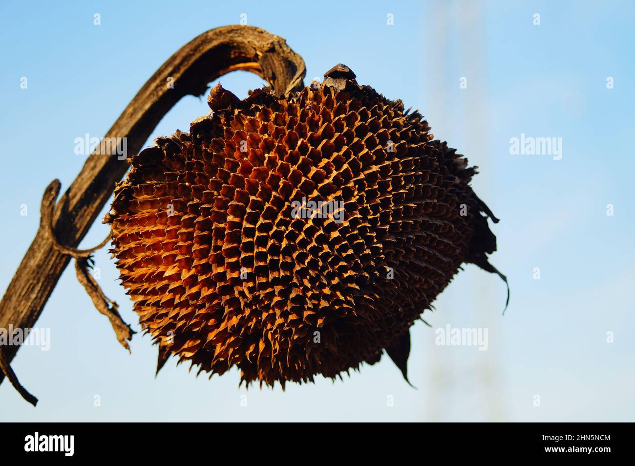 Empty, withered seed head of a sunflower in winter Stock Photo - Alamy