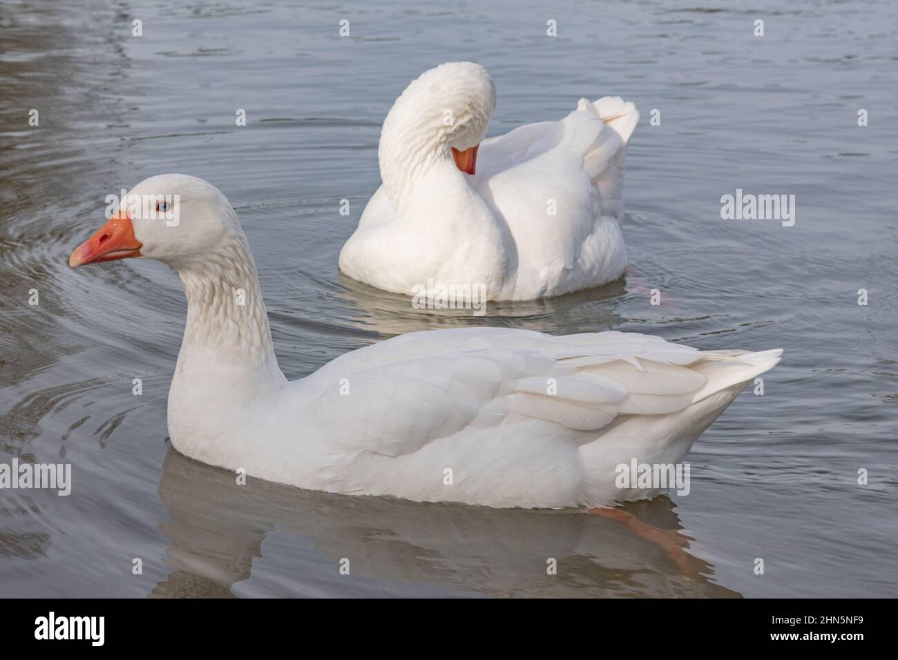 beautiful geese in and on the water Stock Photo - Alamy