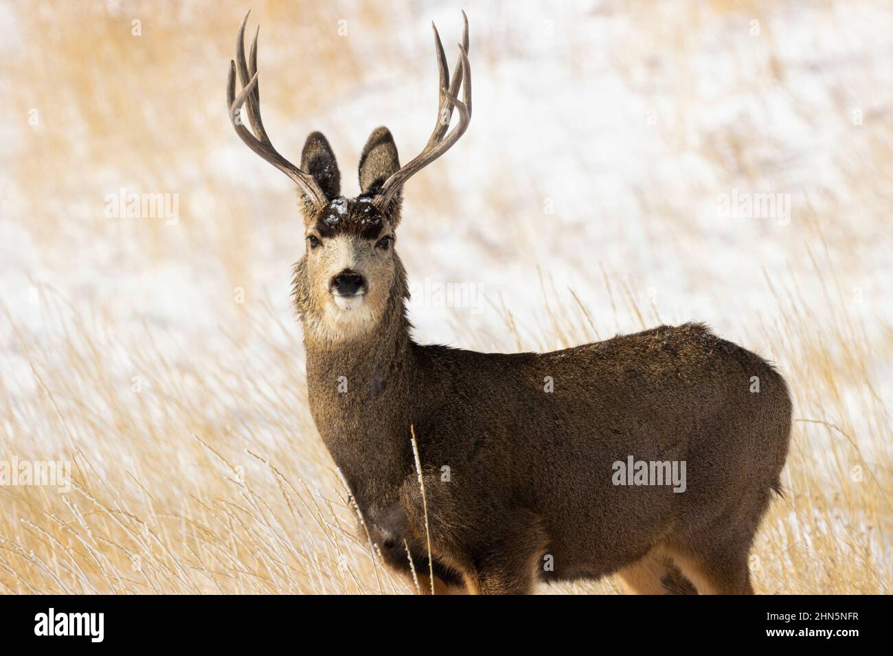 Herd of doe mule deer relax after a cold Colorado winter snowfall Stock ...