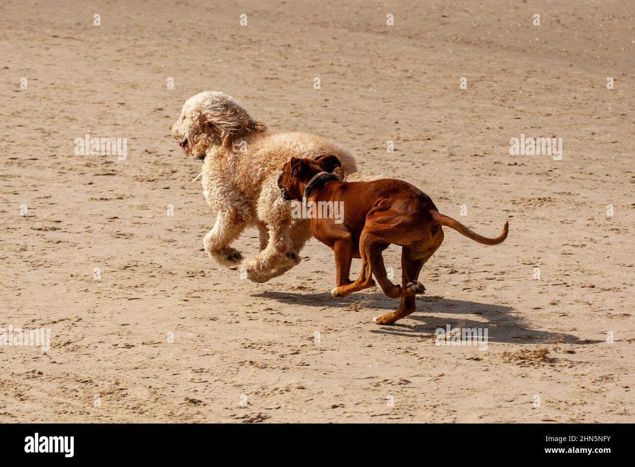 Active playful animal hi-res stock photography and images - Alamy