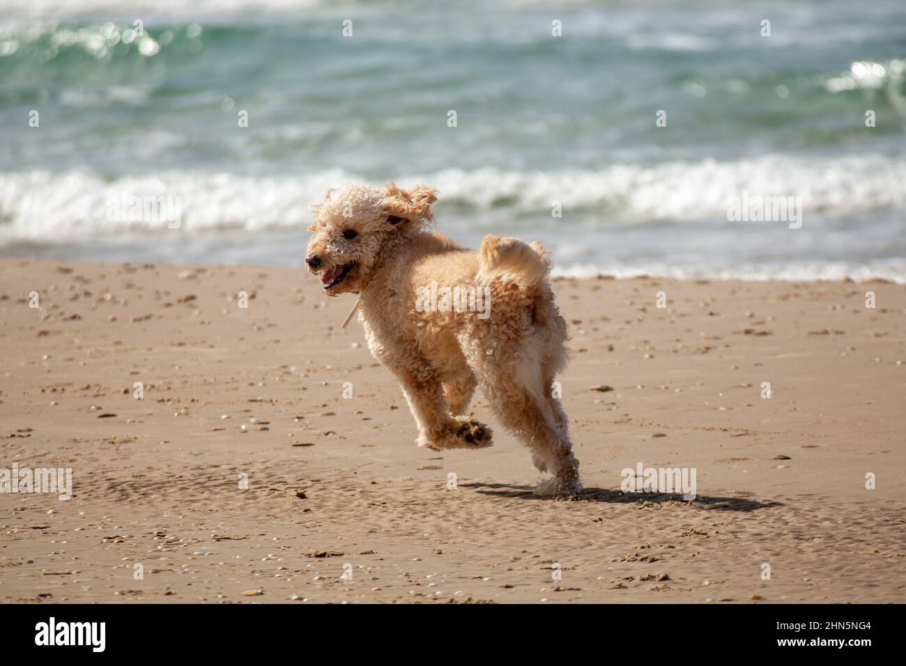 white poodle plays on a beach Stock Photo - Alamy