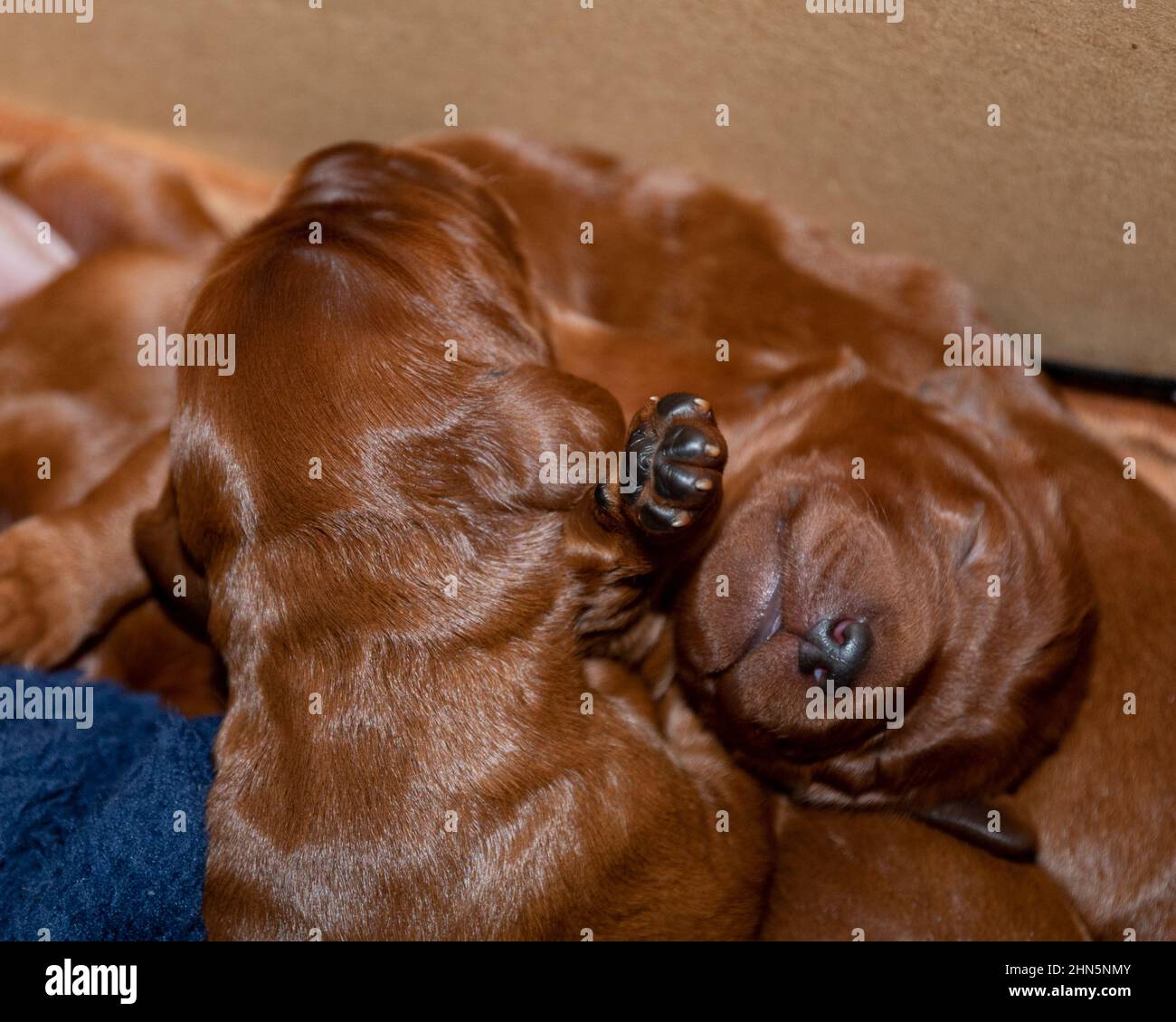 Five day old irish setter puppies sleeping Stock Photo - Alamy