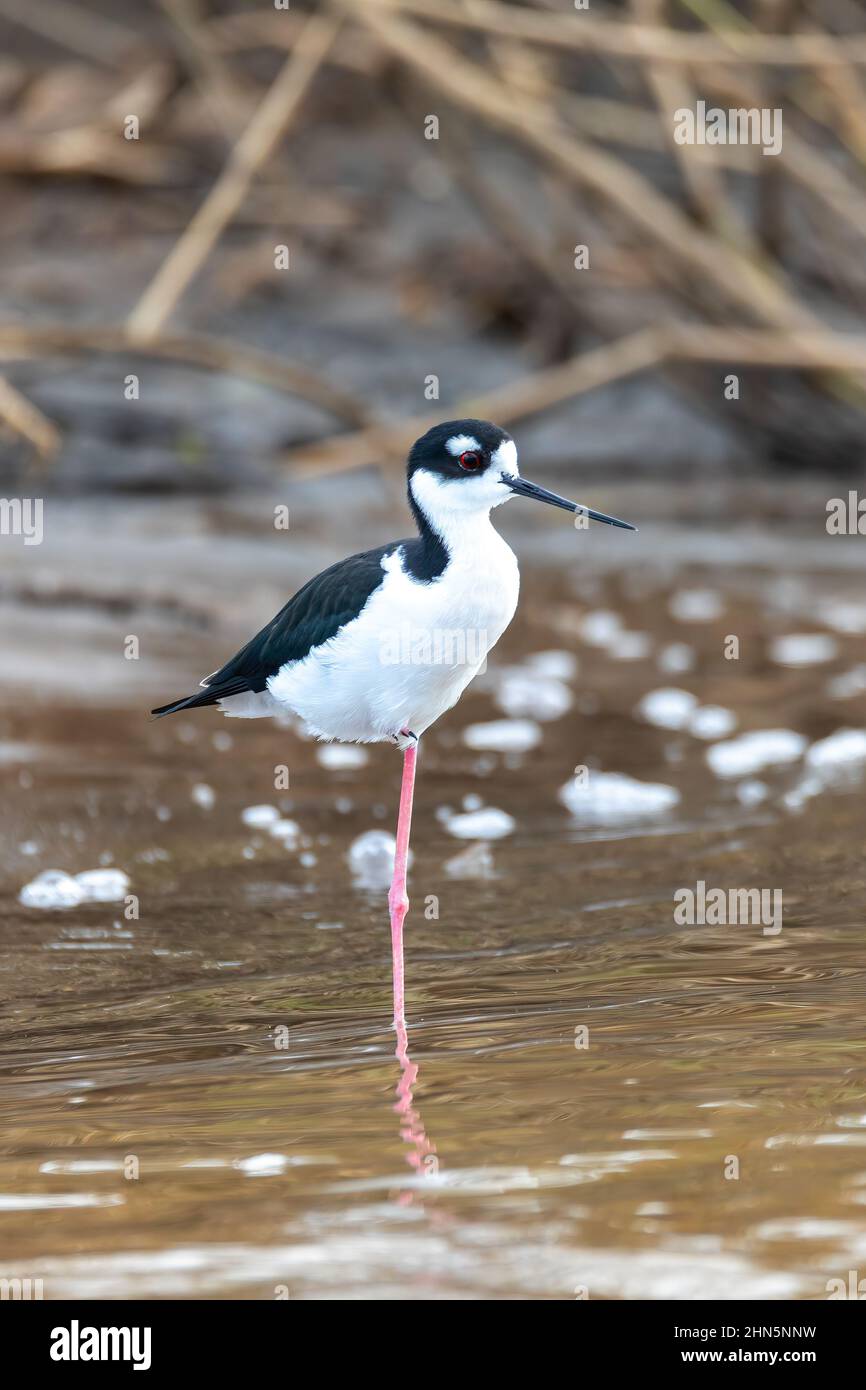 The black-necked stilt (Himantopus mexicanus) is a locally abundant ...