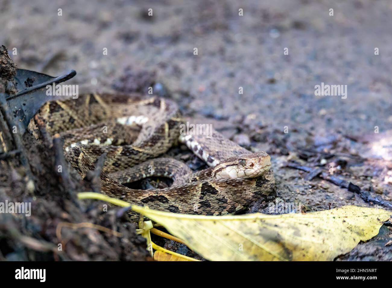 Danger and deadly venomous snake Terciopelo (Bothrops asper), resting ...