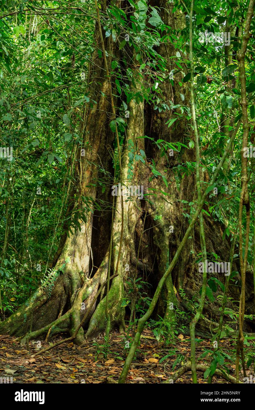 Tree and trunks in dense tropical jungle rain forest, majestic tree ...
