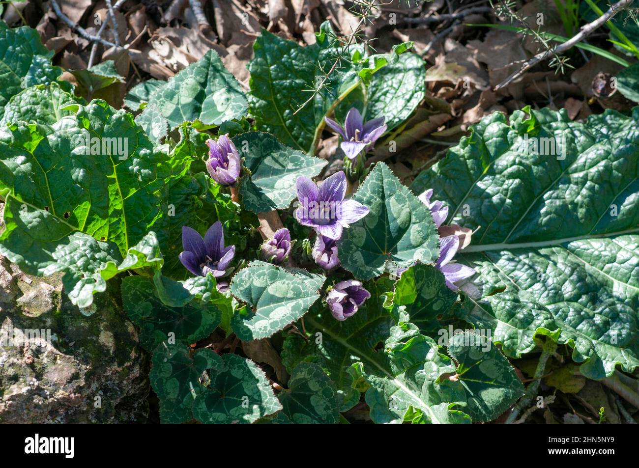 Mandrake plant (Mandragora officinarum). The root of this plant ...