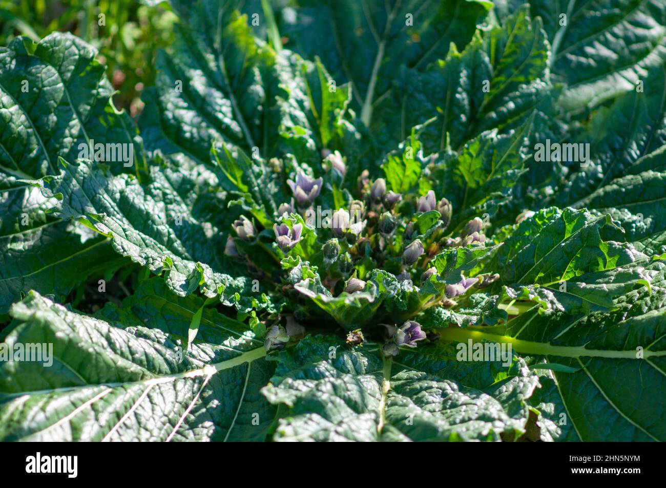 Mandrake plant (Mandragora officinarum). The root of this plant ...
