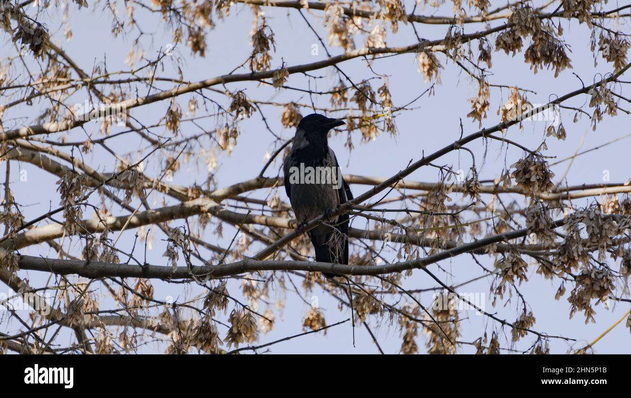 A black crow on tree branches in autumn Stock Photo - Alamy