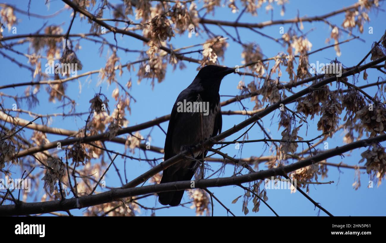 Eagle and crow on tree hi-res stock photography and images - Alamy
