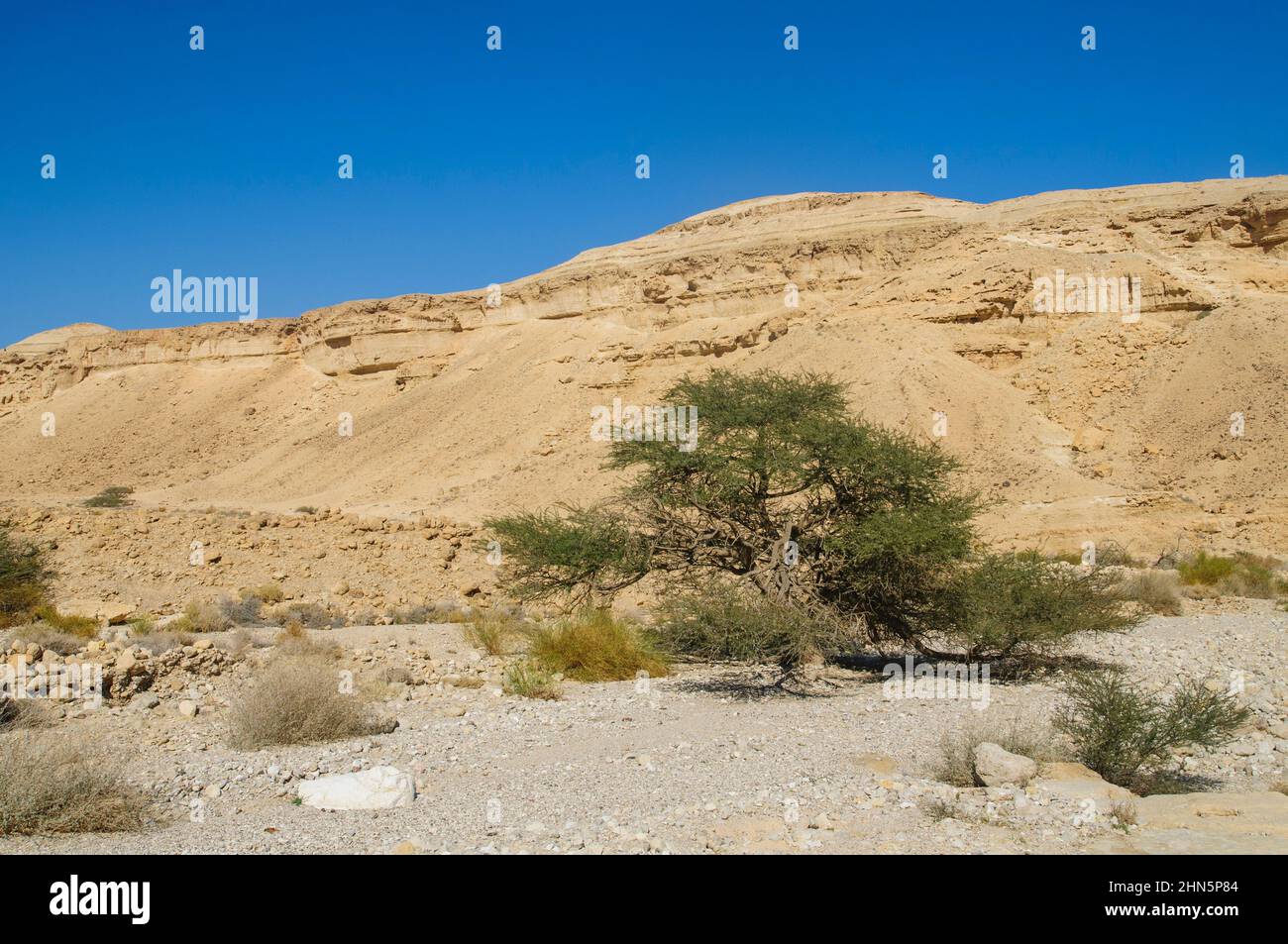 Acacia raddiana is a short desert tree with an impressive umbrella ...