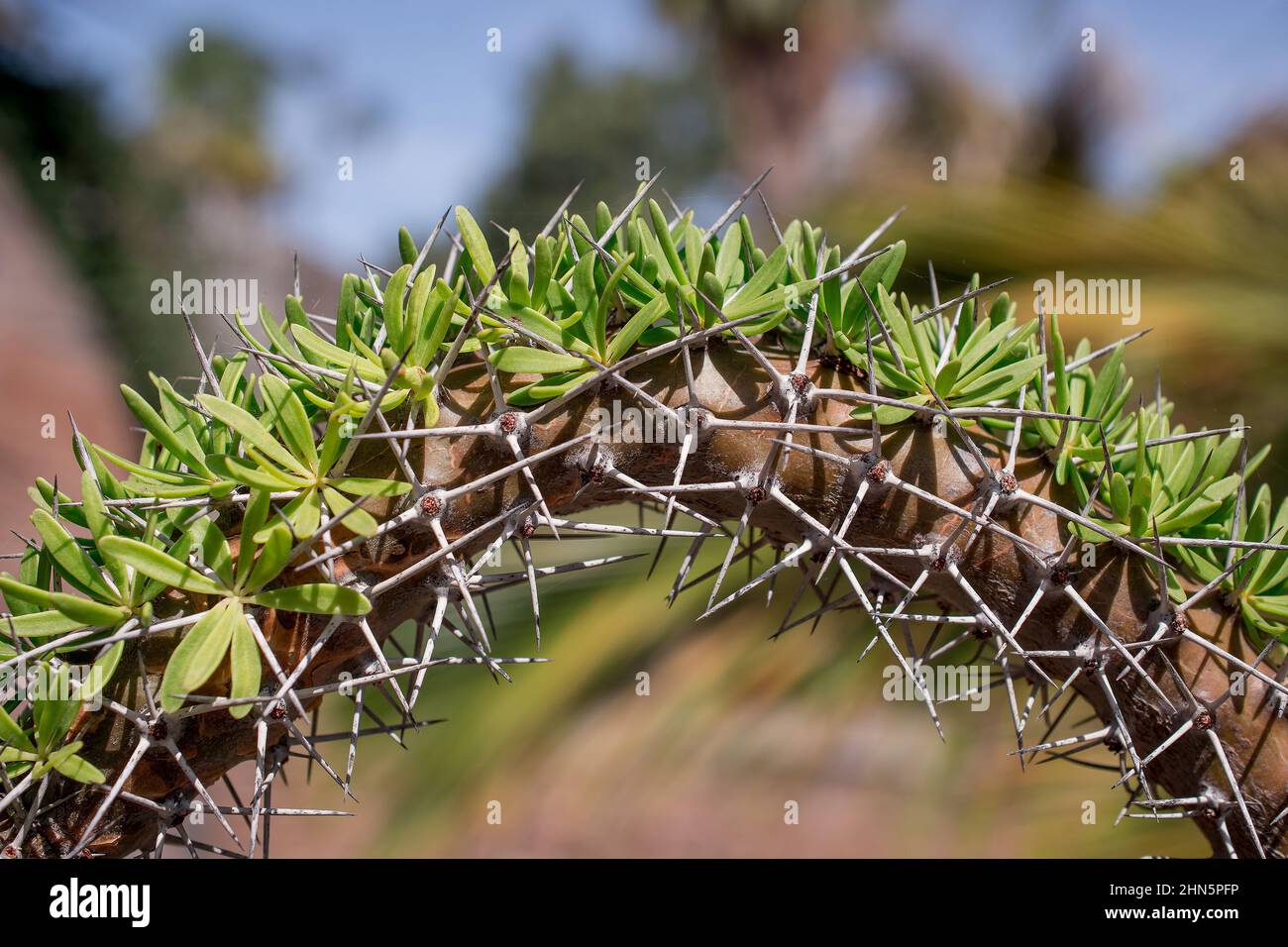 photo of unusual cactus background Stock Photo - Alamy