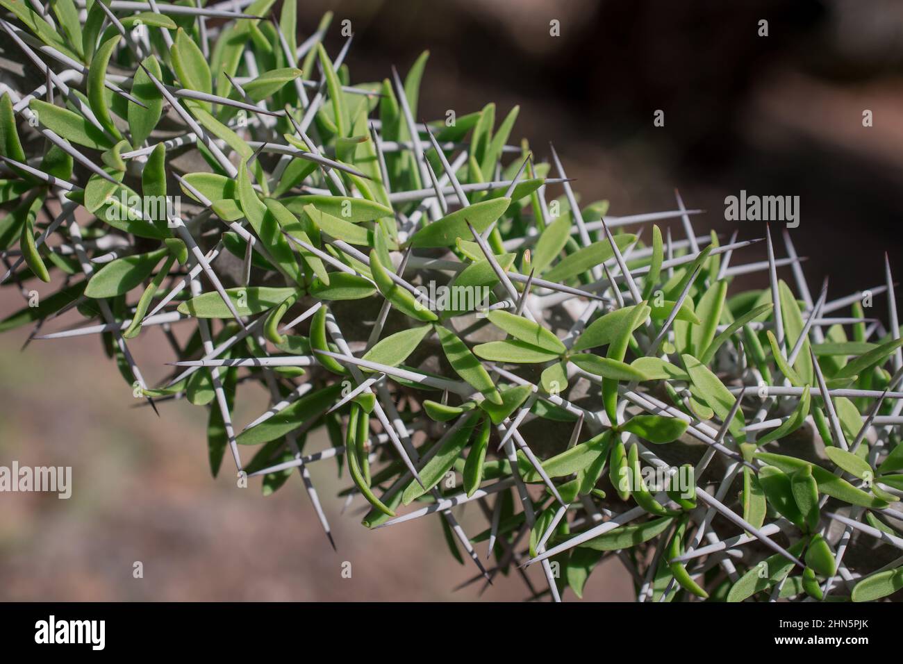 Unusual cactus hi-res stock photography and images - Alamy