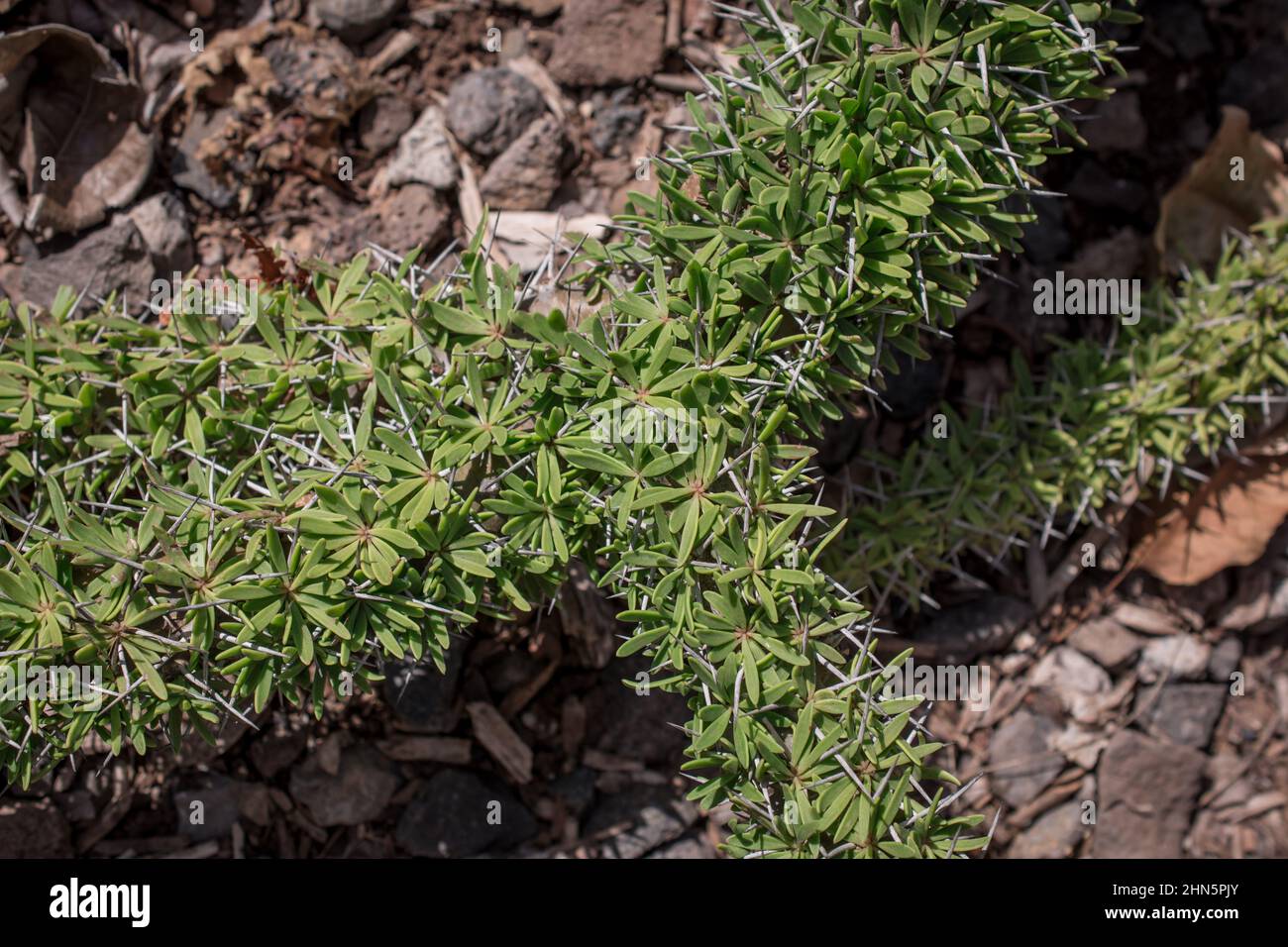 Unusual cactus hi-res stock photography and images - Alamy