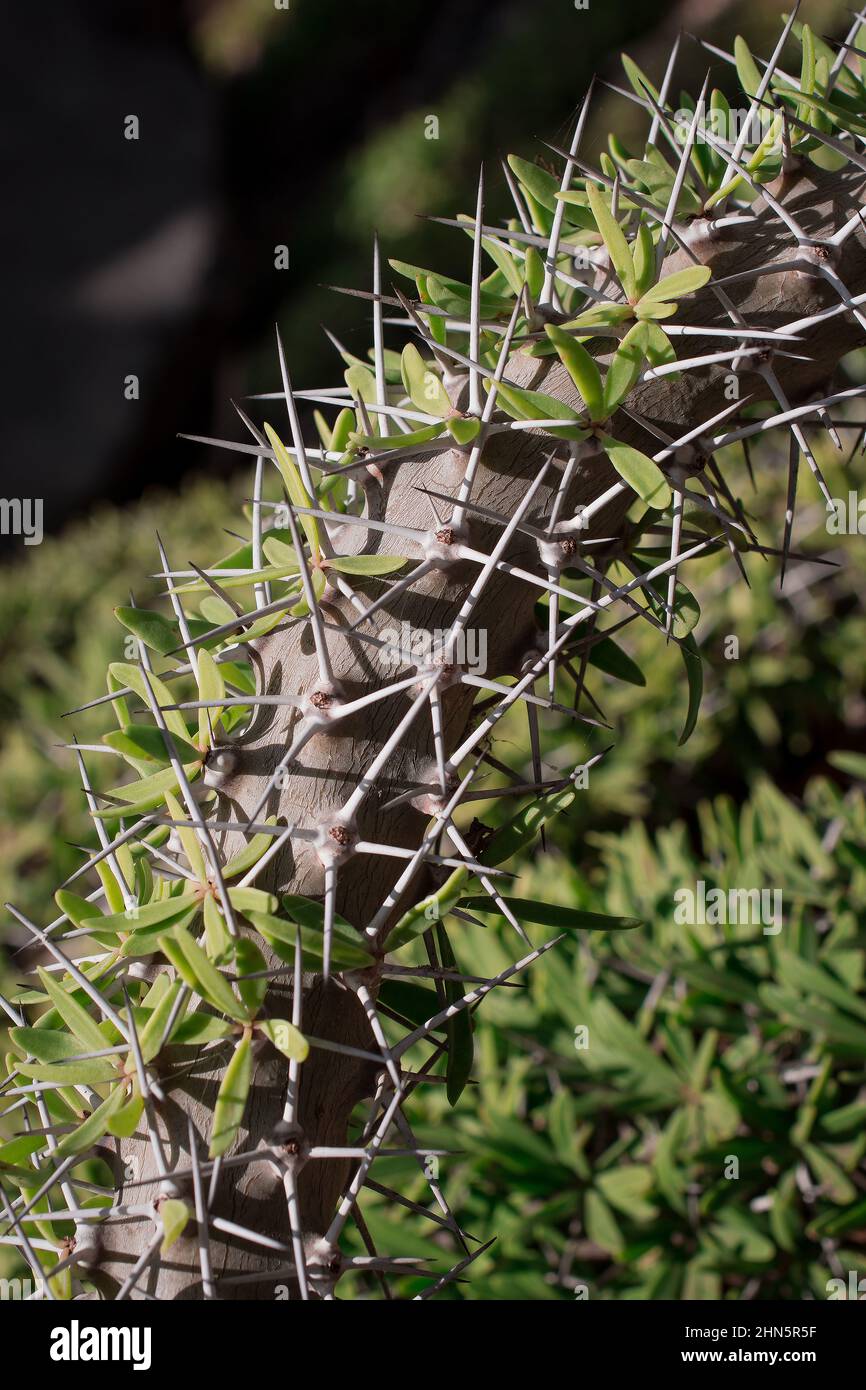 photo of unusual cactus background Stock Photo - Alamy