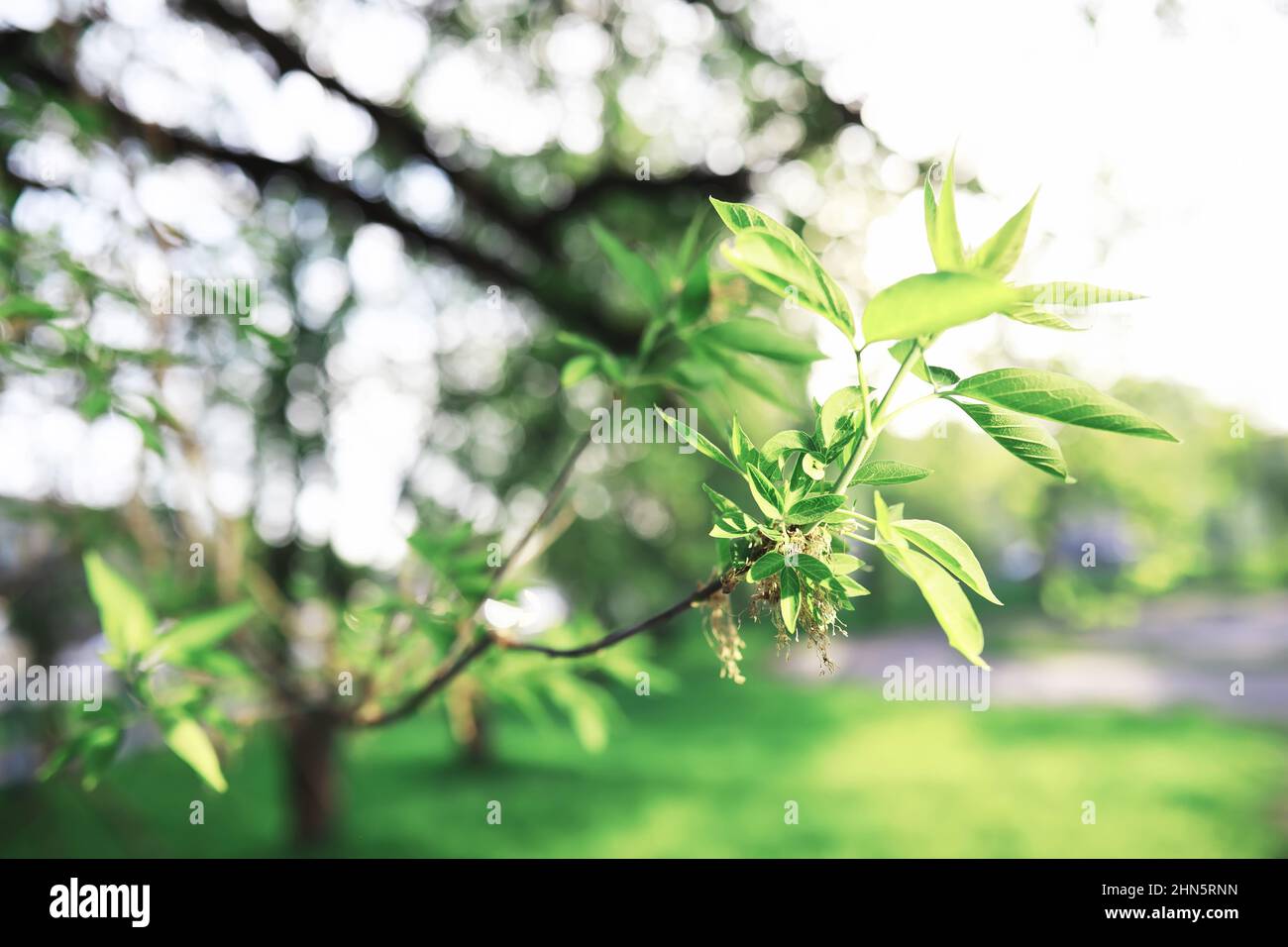 Spring nature background. Greenery trees and grasses on a sunny spring ...
