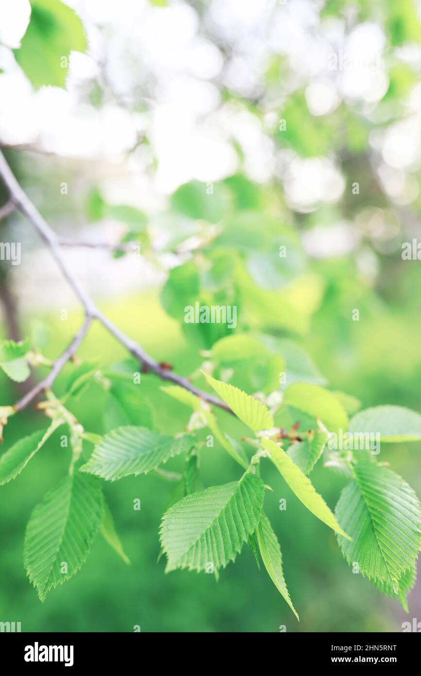 Spring nature background. Greenery trees and grasses on a sunny spring ...
