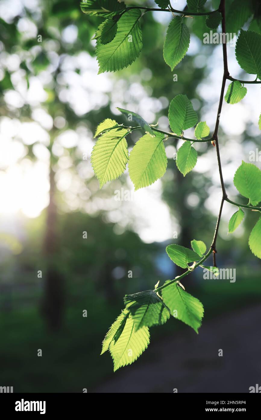 Spring nature background. Greenery trees and grasses on a sunny spring ...