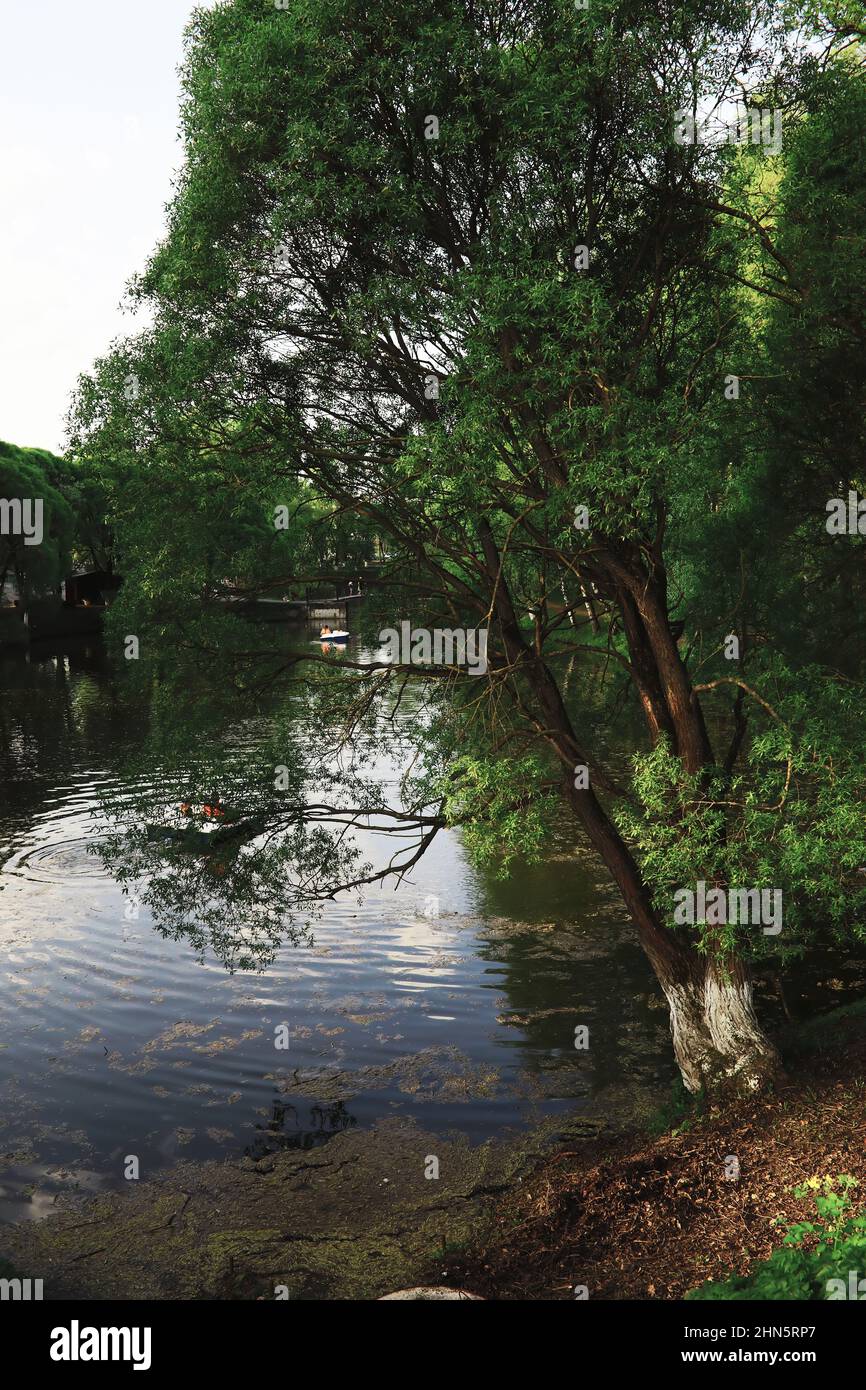 Spring nature background. Greenery trees and grasses on a sunny spring ...