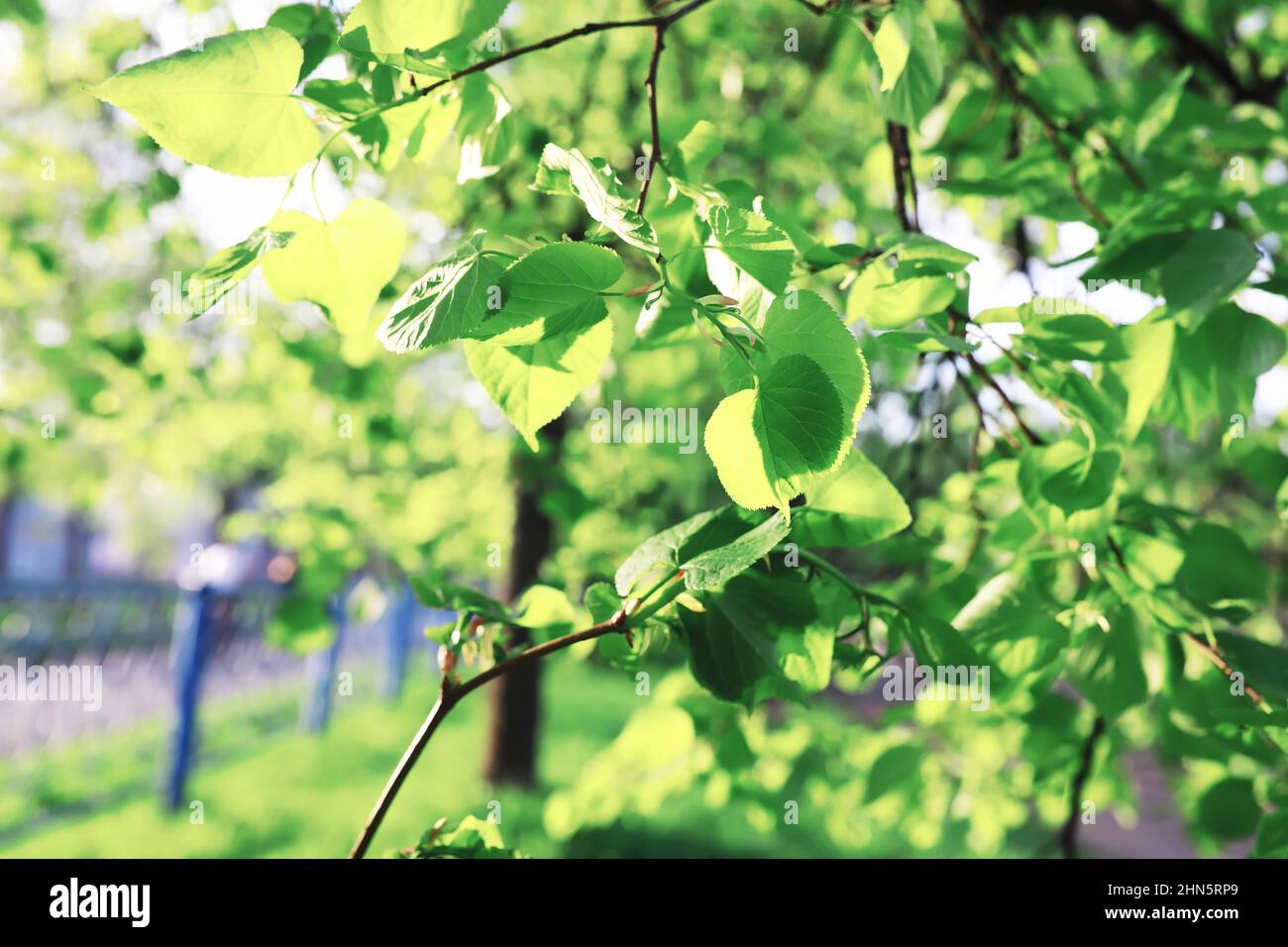 Spring nature background. Greenery trees and grasses on a sunny spring ...