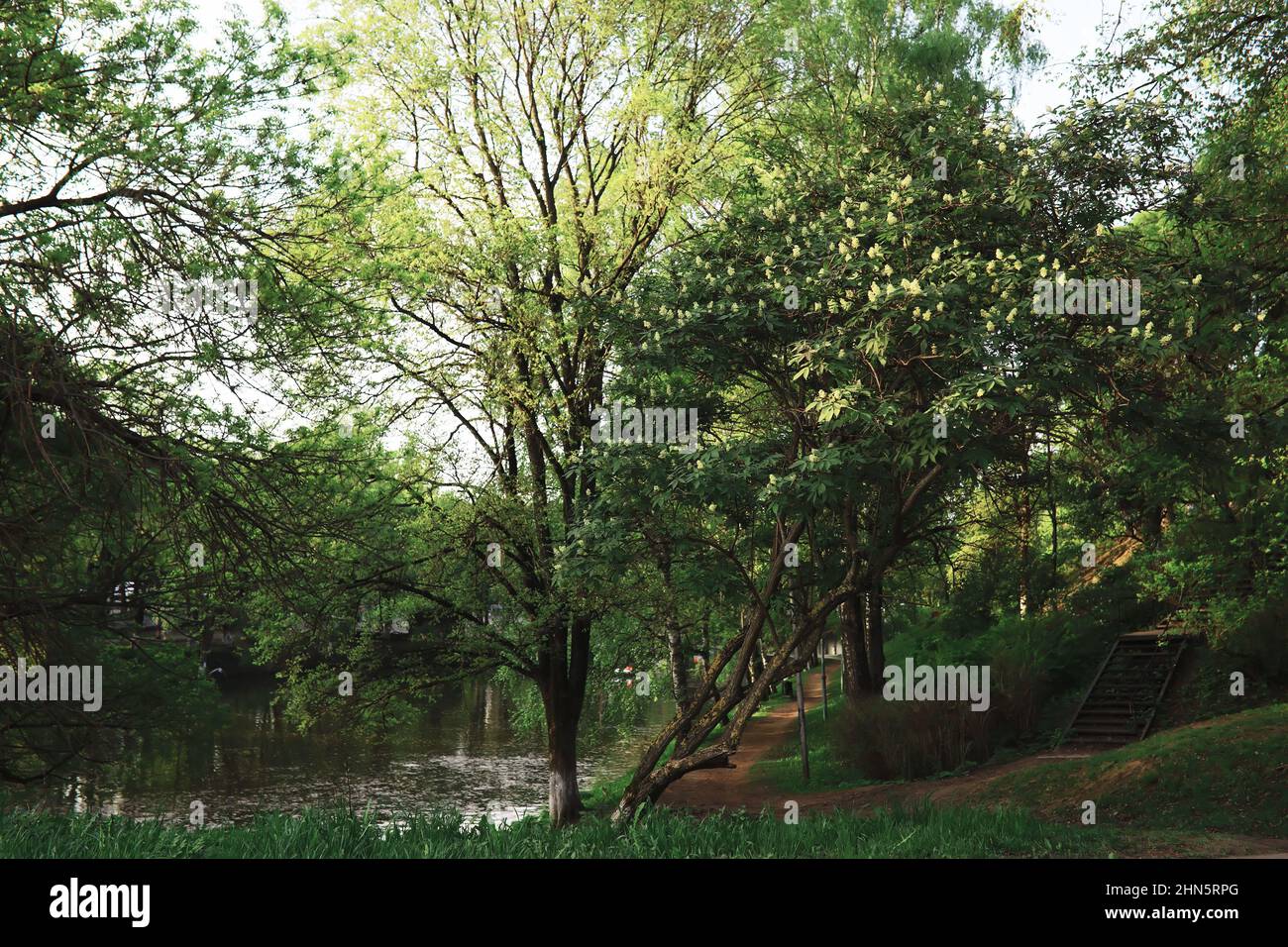 Spring nature background. Greenery trees and grasses on a sunny spring ...