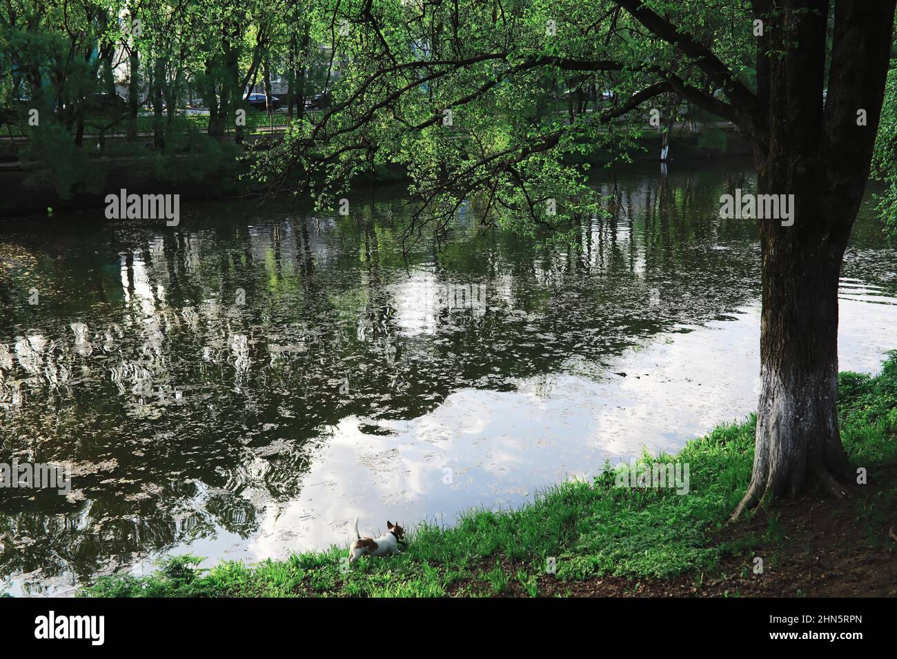 Spring nature background. Greenery trees and grasses on a sunny spring ...