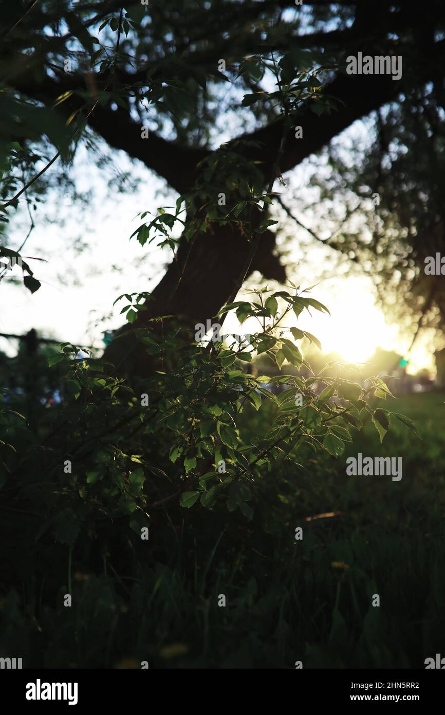 Spring nature background. Greenery trees and grasses on a sunny spring ...