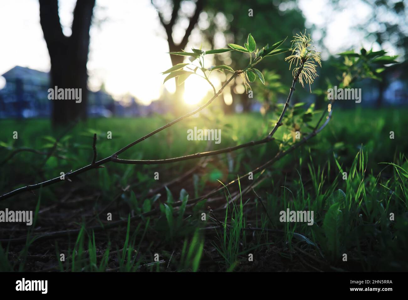 Spring nature background. Greenery trees and grasses on a sunny spring ...