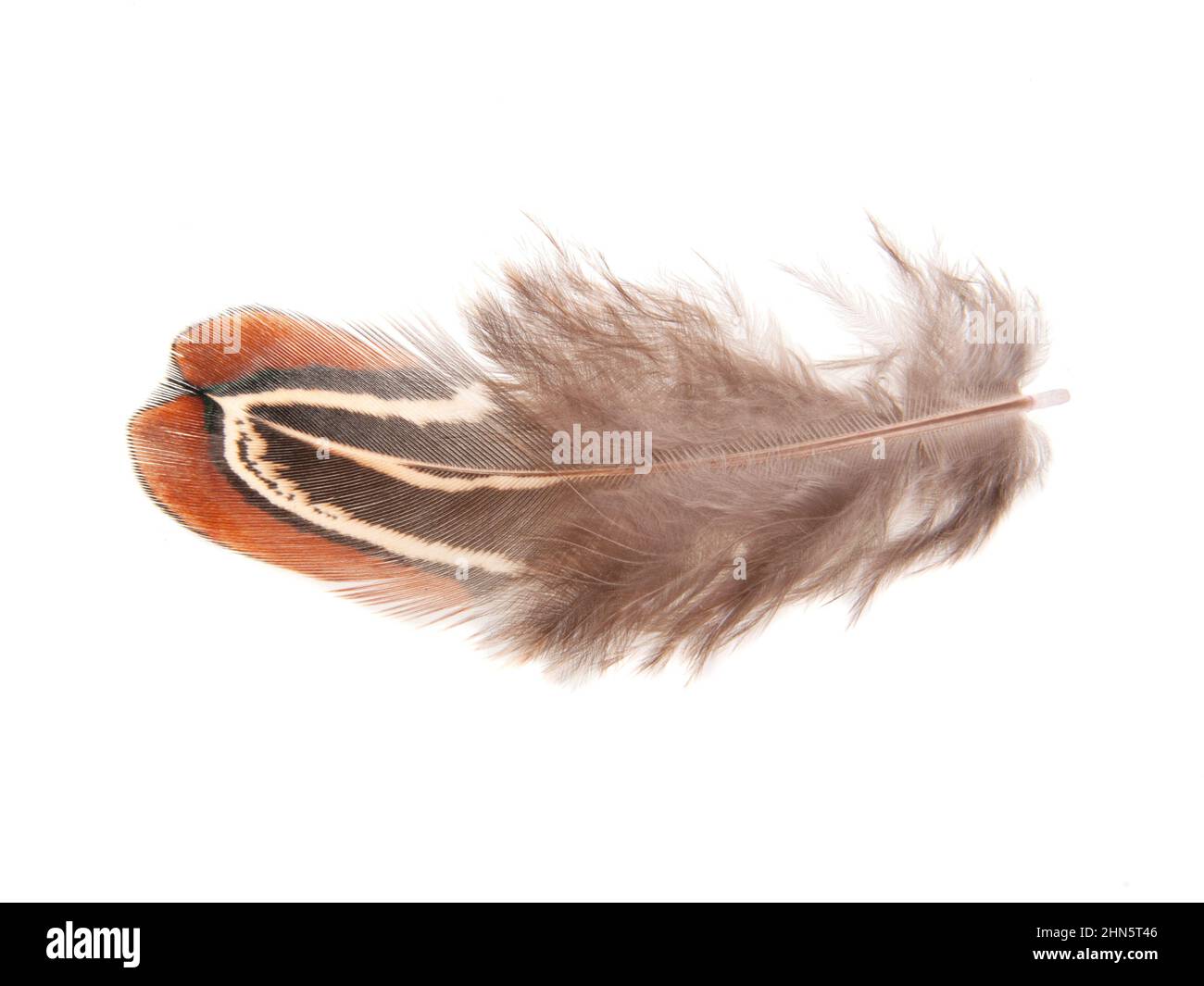 Decorative colorful pheasant bird feather isolated on the white ...