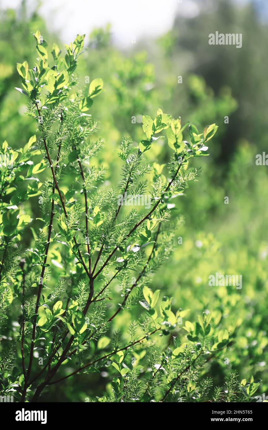 Spring nature background. Greenery trees and grasses on a sunny spring ...