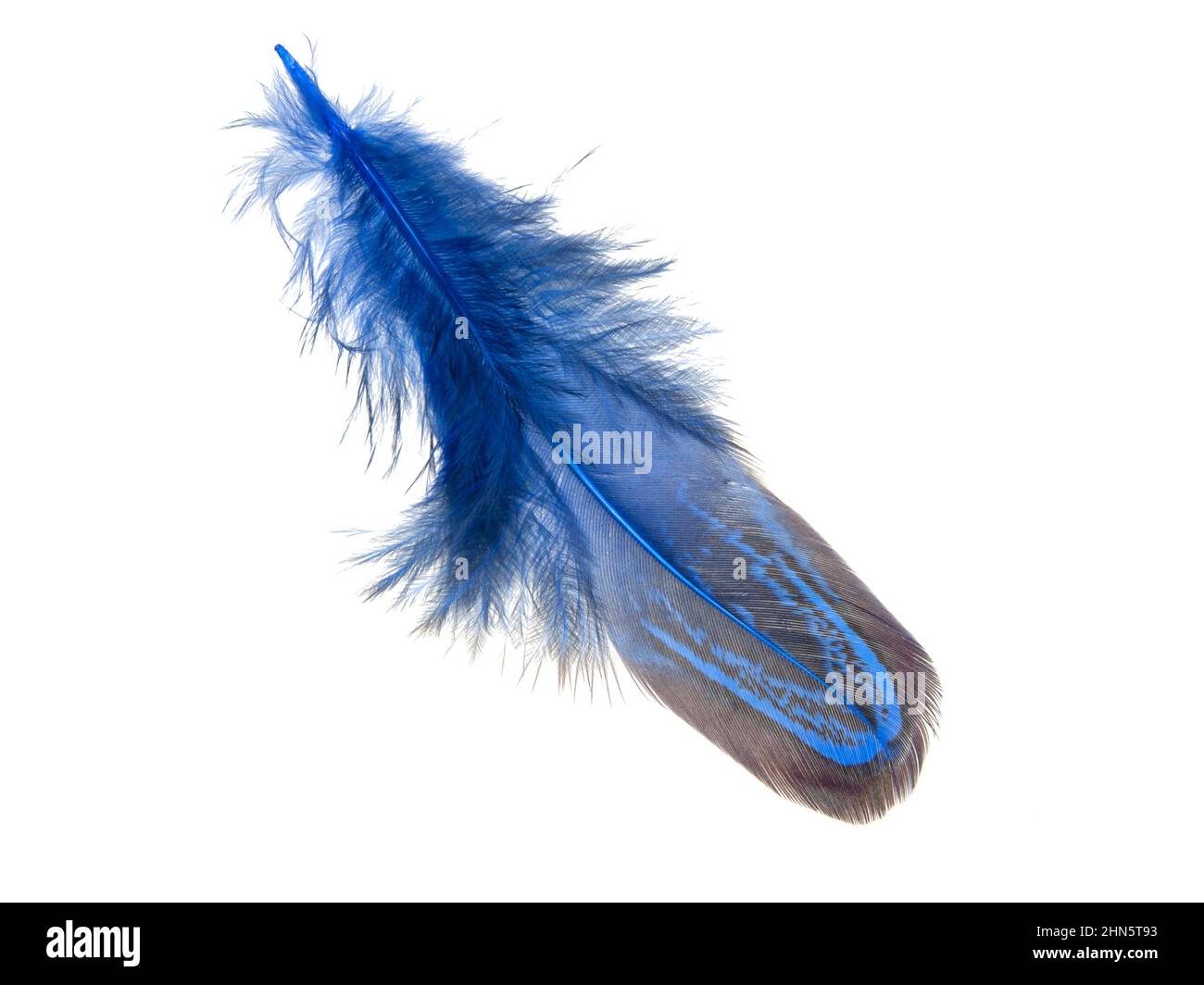 Decorative colorful pheasant bird feather isolated on the white ...