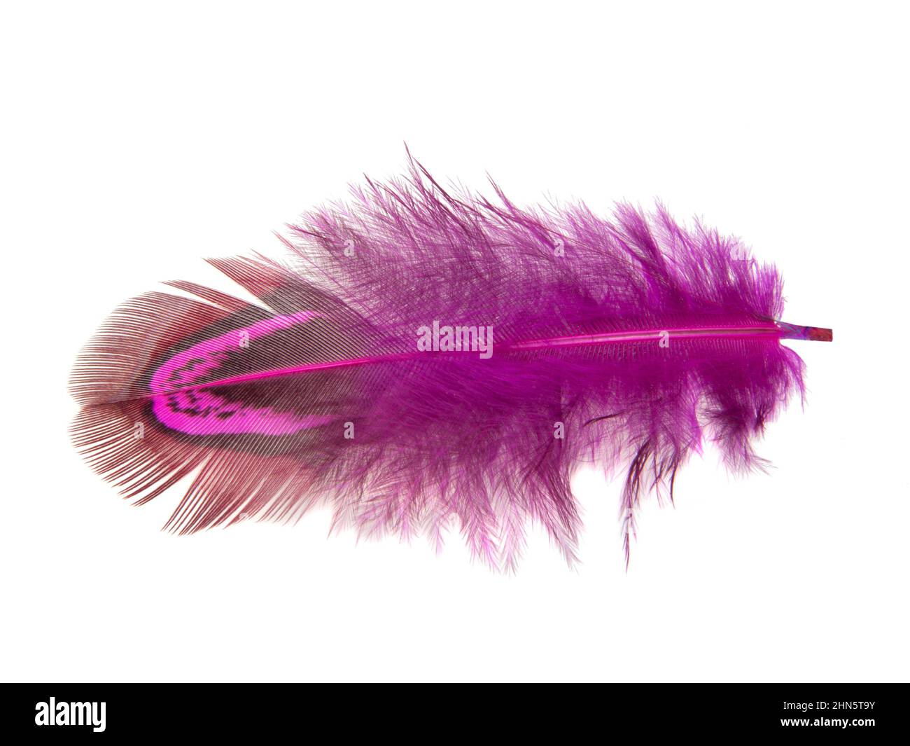 Decorative pink pheasant bird feather isolated on the white background ...