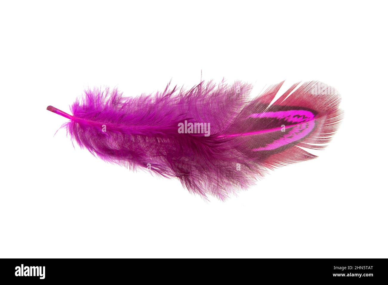 Decorative pink pheasant bird feather isolated on the white background ...