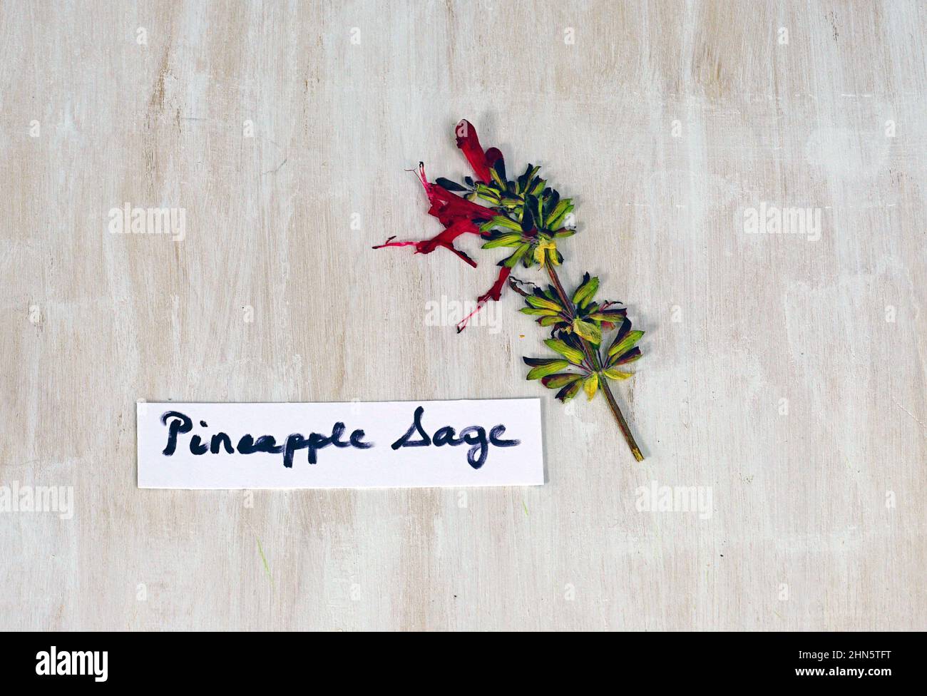Pressed dried flowers and leaves of pineapple sage (salvia elegans ...