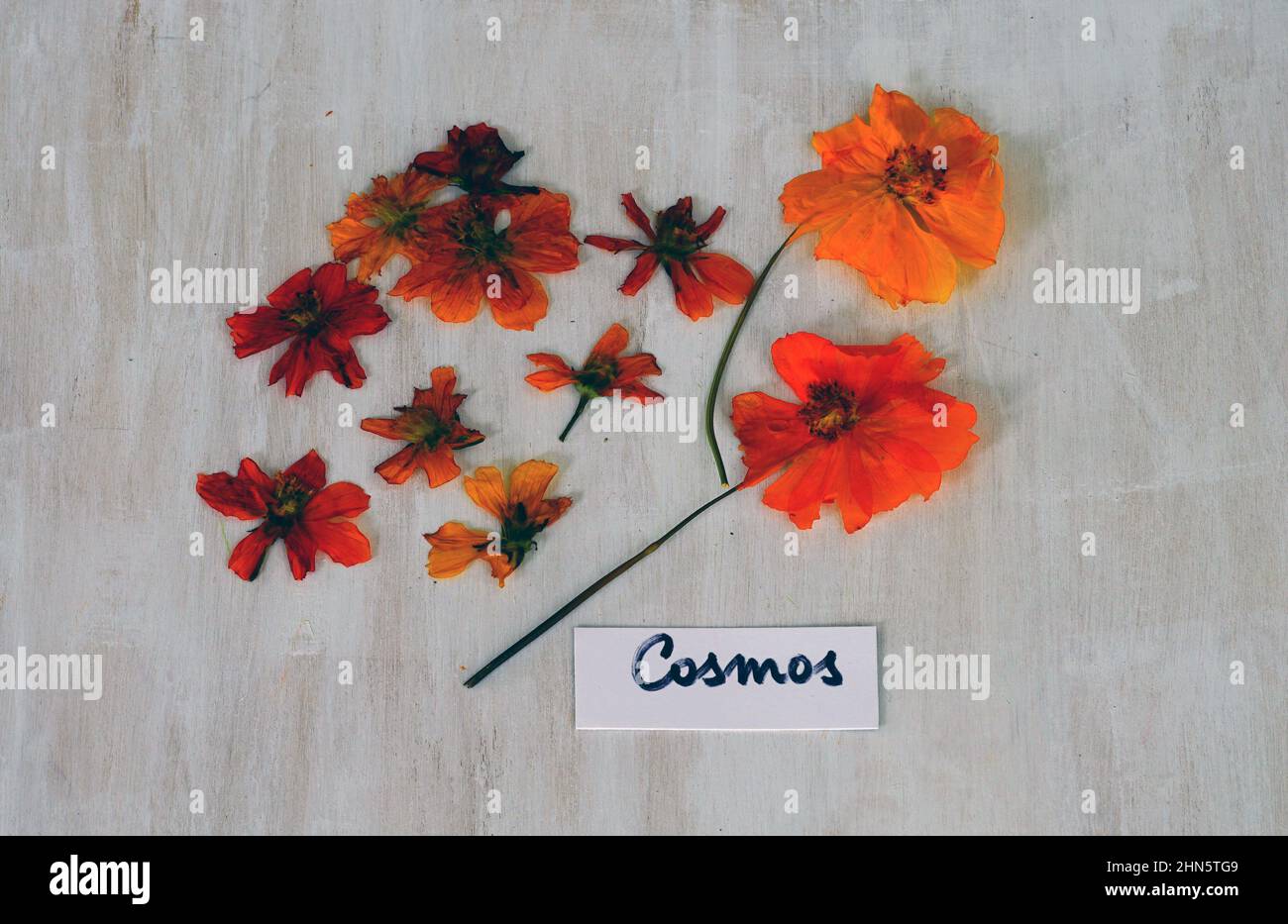 Edible cosmos hi-res stock photography and images - Alamy
