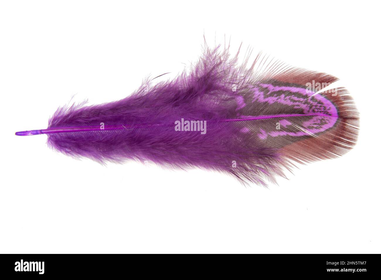 Purple decorative colorful pheasant bird feather isolated on the white ...