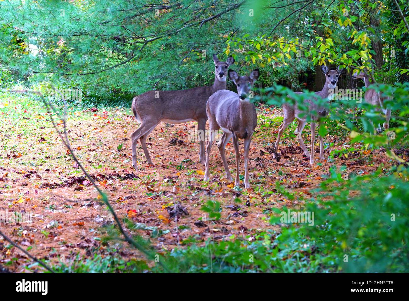 Wild deer in the fall in a suburban New Jersey backyard Stock Photo - Alamy