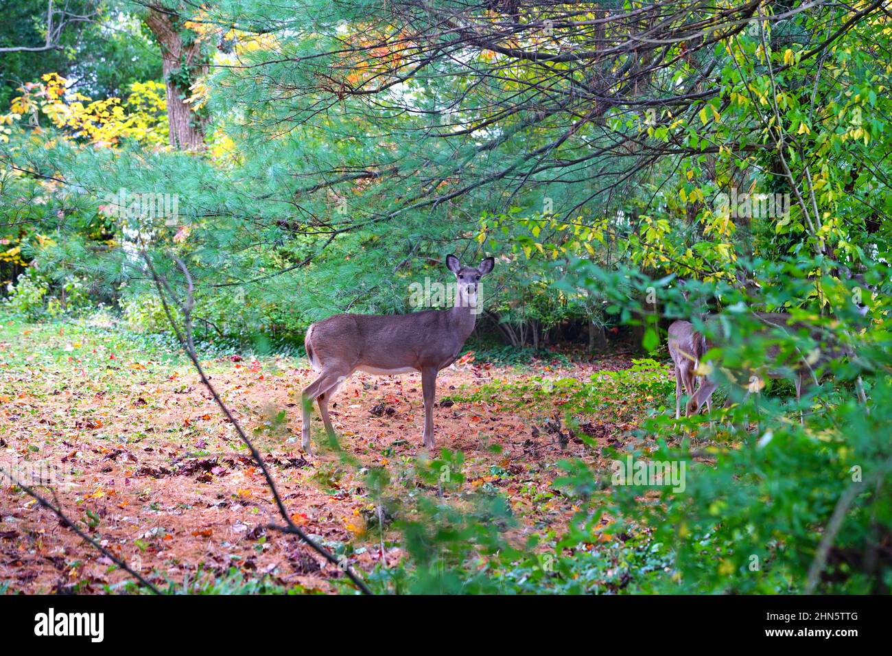 Wild deer in the fall in a suburban New Jersey backyard Stock Photo - Alamy