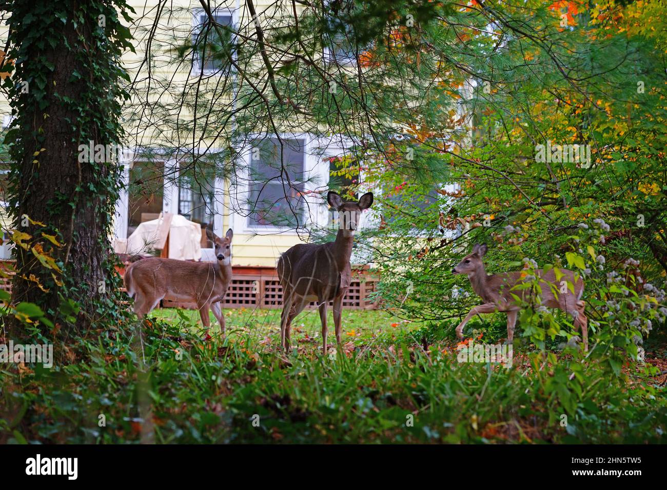 Wild deer in the fall in a suburban New Jersey backyard Stock Photo - Alamy