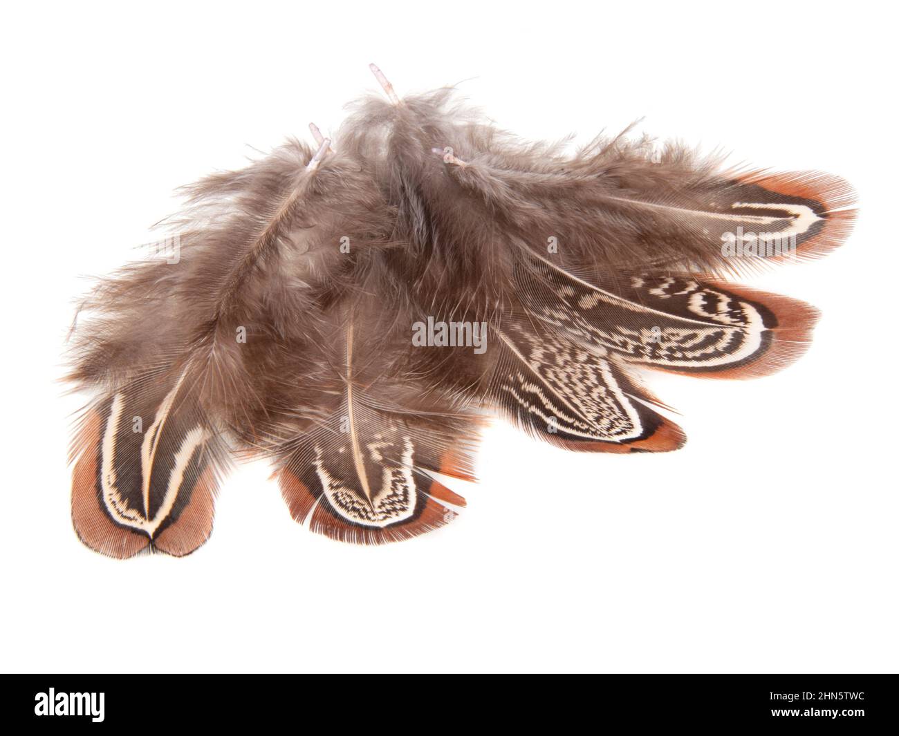 Decorative colorful pheasant bird feather isolated on the white ...