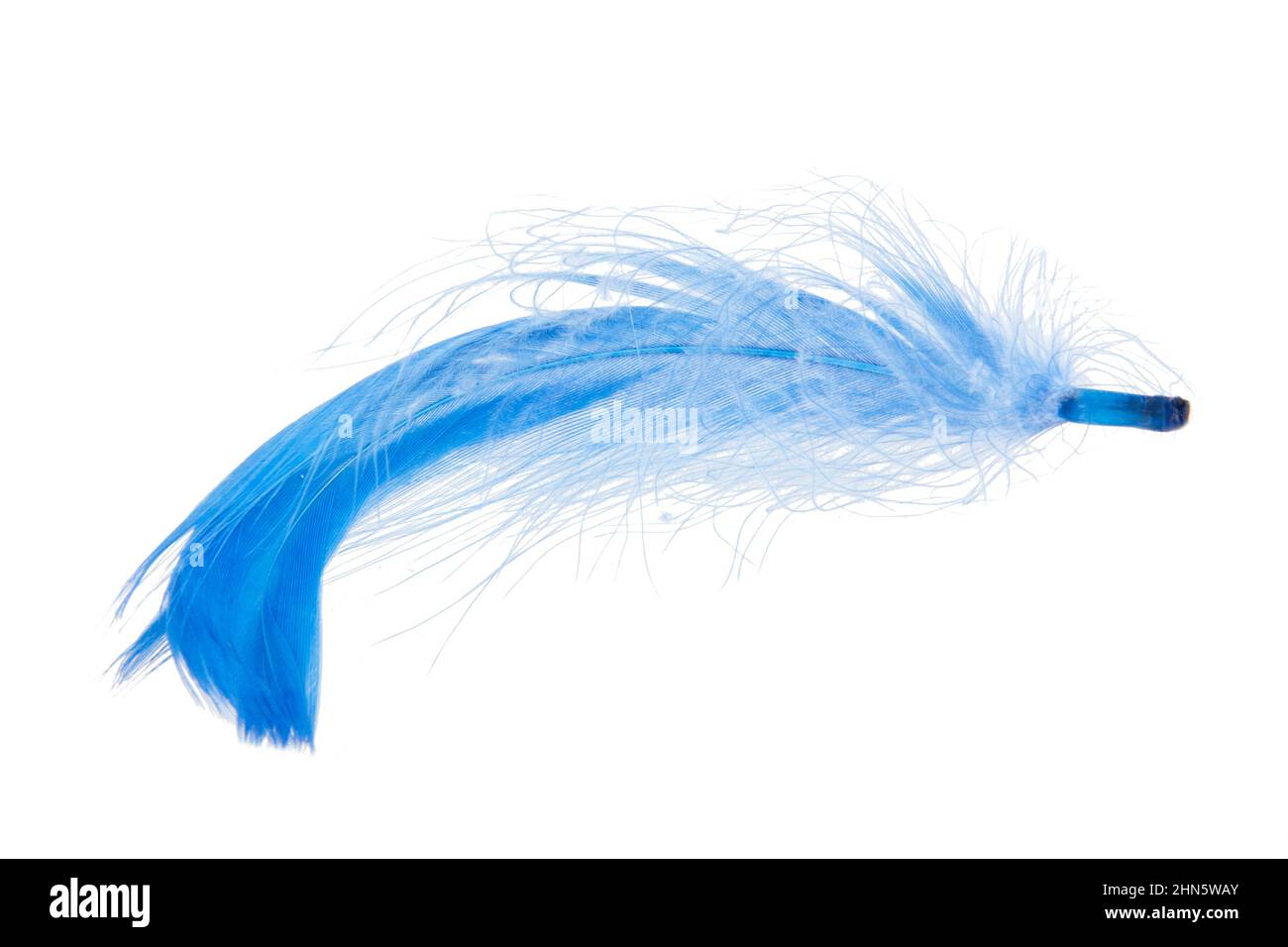 Elegant blue feather isolated on the white background Stock Photo - Alamy