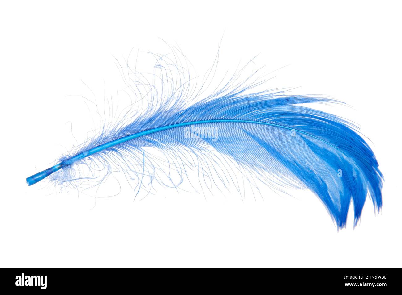Elegant blue feather isolated on the white background Stock Photo - Alamy