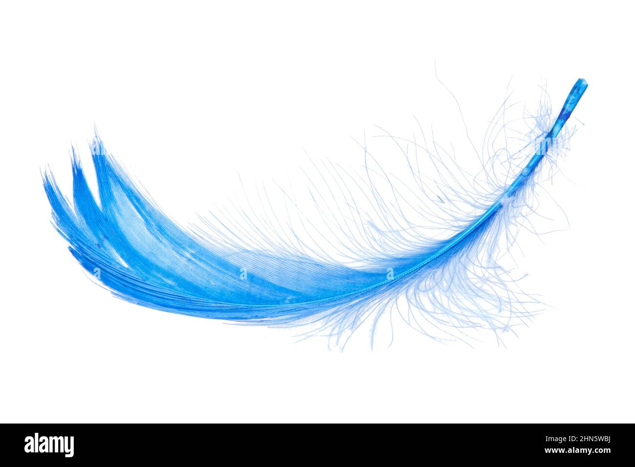 Elegant blue feather isolated on the white background Stock Photo - Alamy