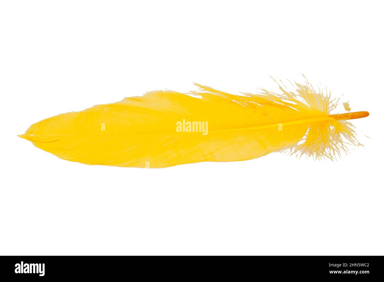 Elegant yellow feather isolated on the white background Stock Photo - Alamy