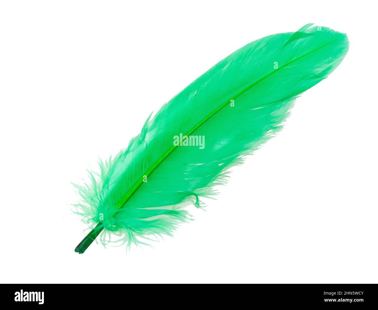 Elegant green feather isolated on the white background Stock Photo - Alamy