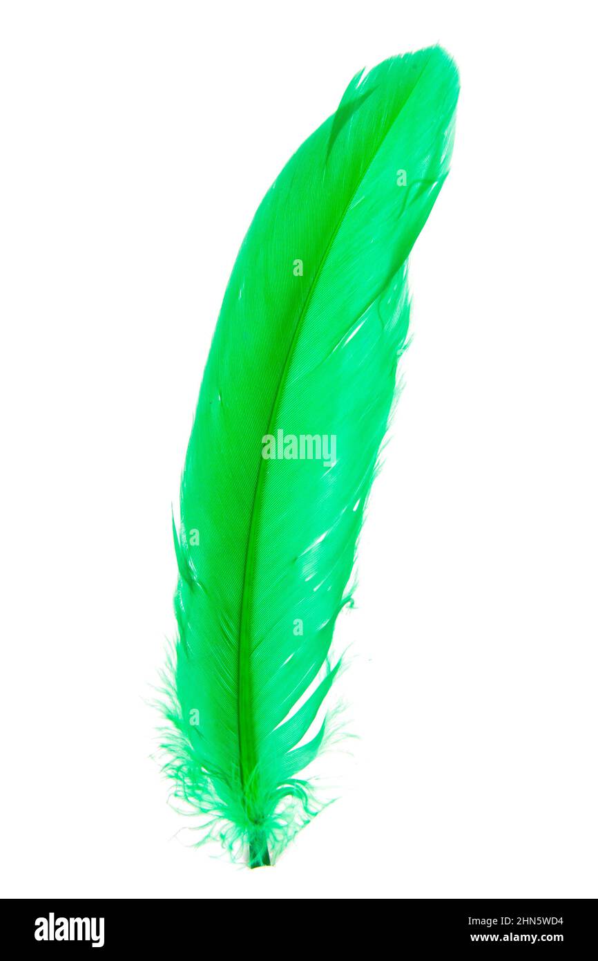 Elegant green feather isolated on the white background Stock Photo - Alamy